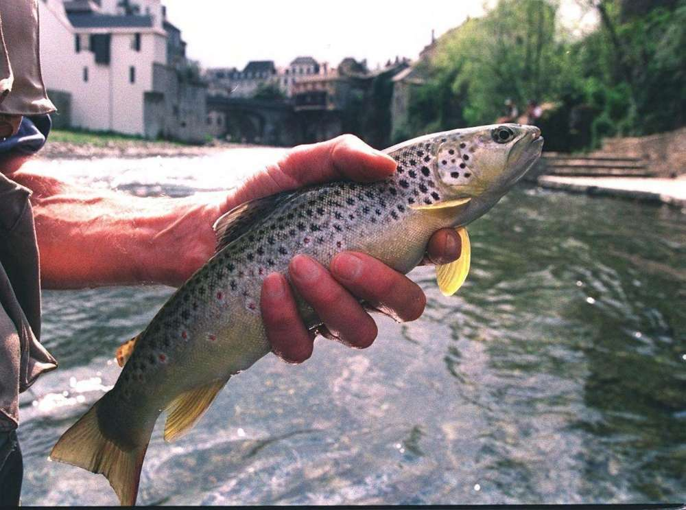 La pêche spécifique des truites – La douce savoureuse